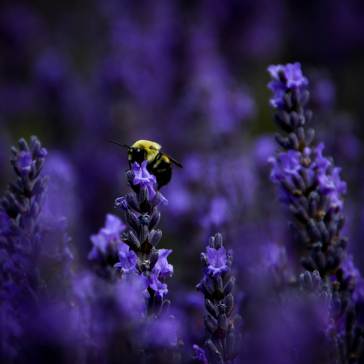 Purple Bee Project – Glendarragh Farm Lavender