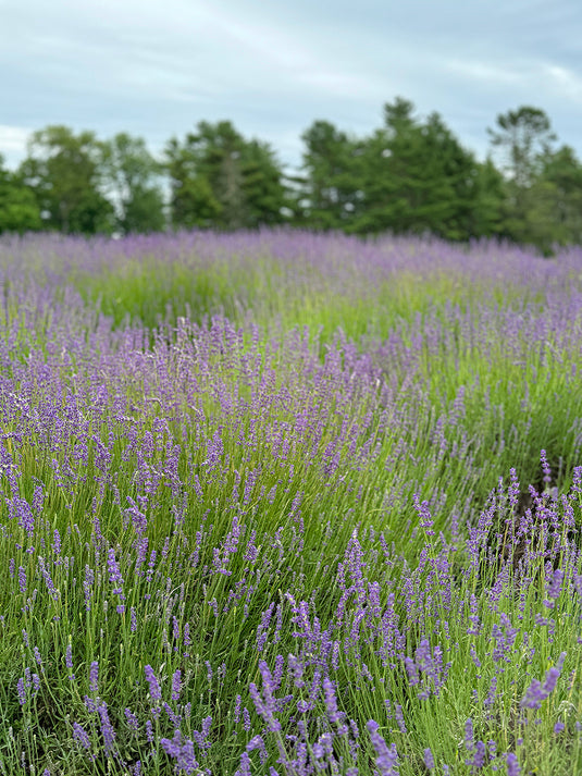 Glendarragh Farm Lavender
